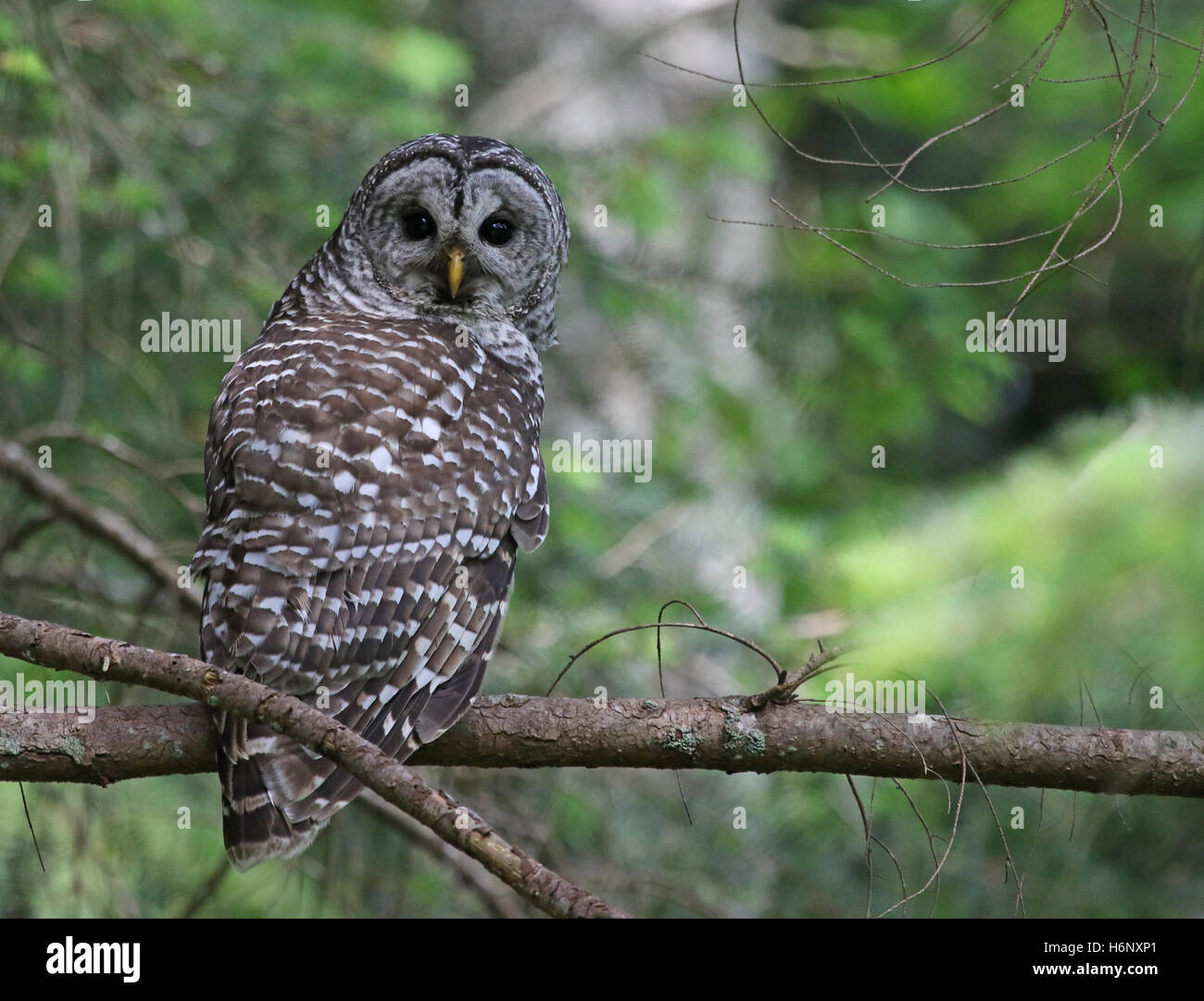 Striped owls hi-res stock photography and images - Alamy