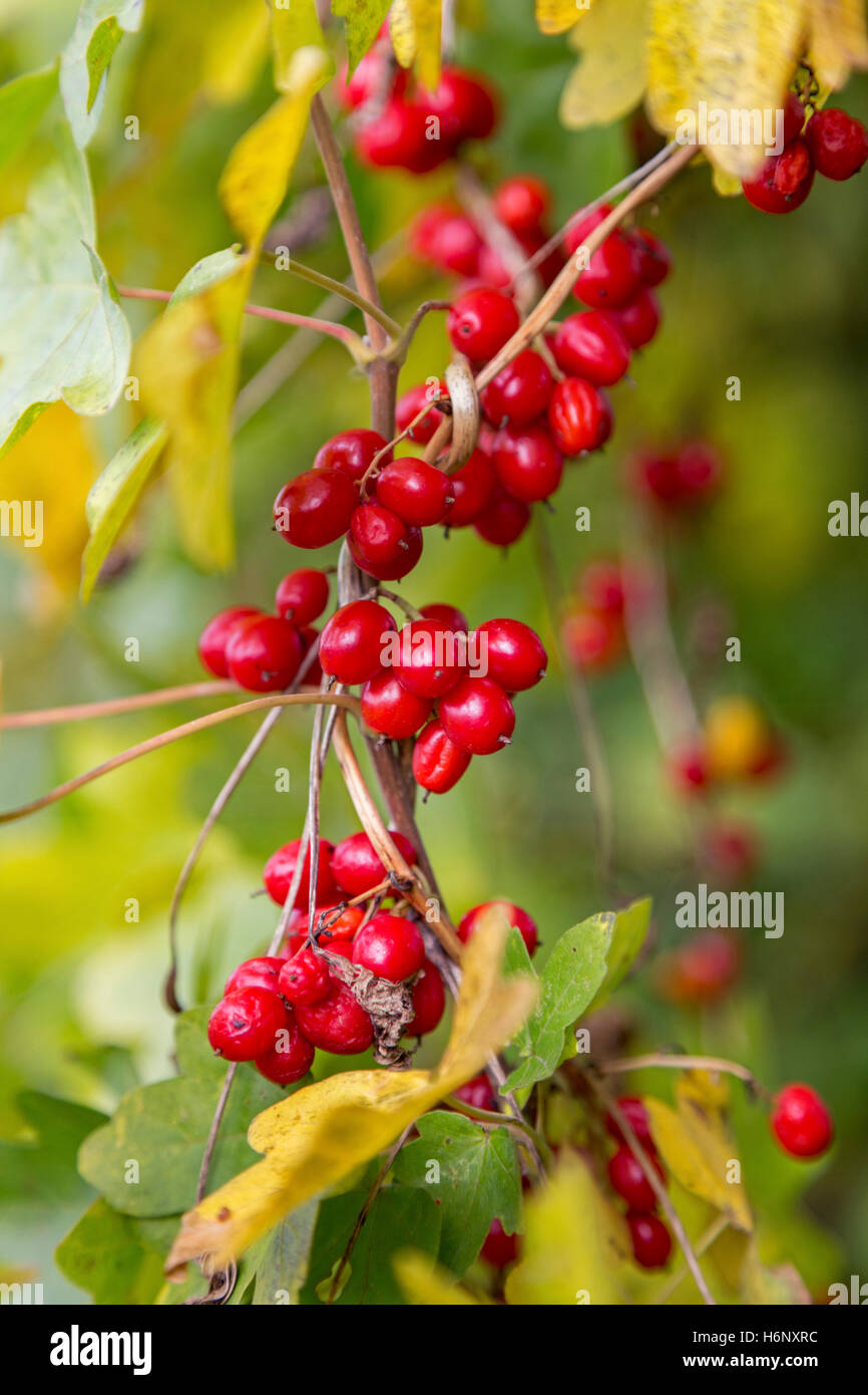 Dioscorea communis, Black Bryony a wild native highly poisonous ...