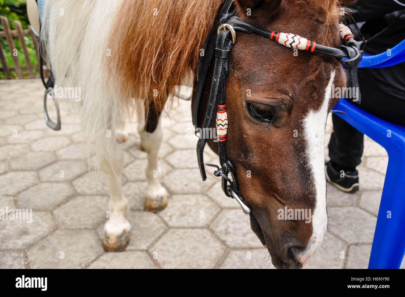 Little Pony Brown in the summer the Park Stock Photo - Alamy