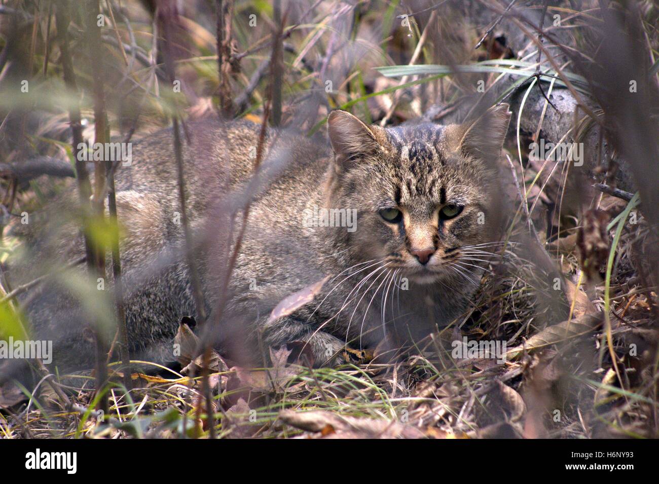 Tom cat hi-res stock photography and images - Alamy