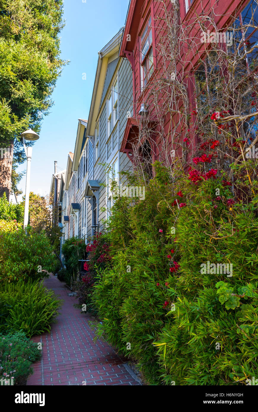 San Francisco, CA, USA, Street Scenes, Flowers Gardens, Victorian ...