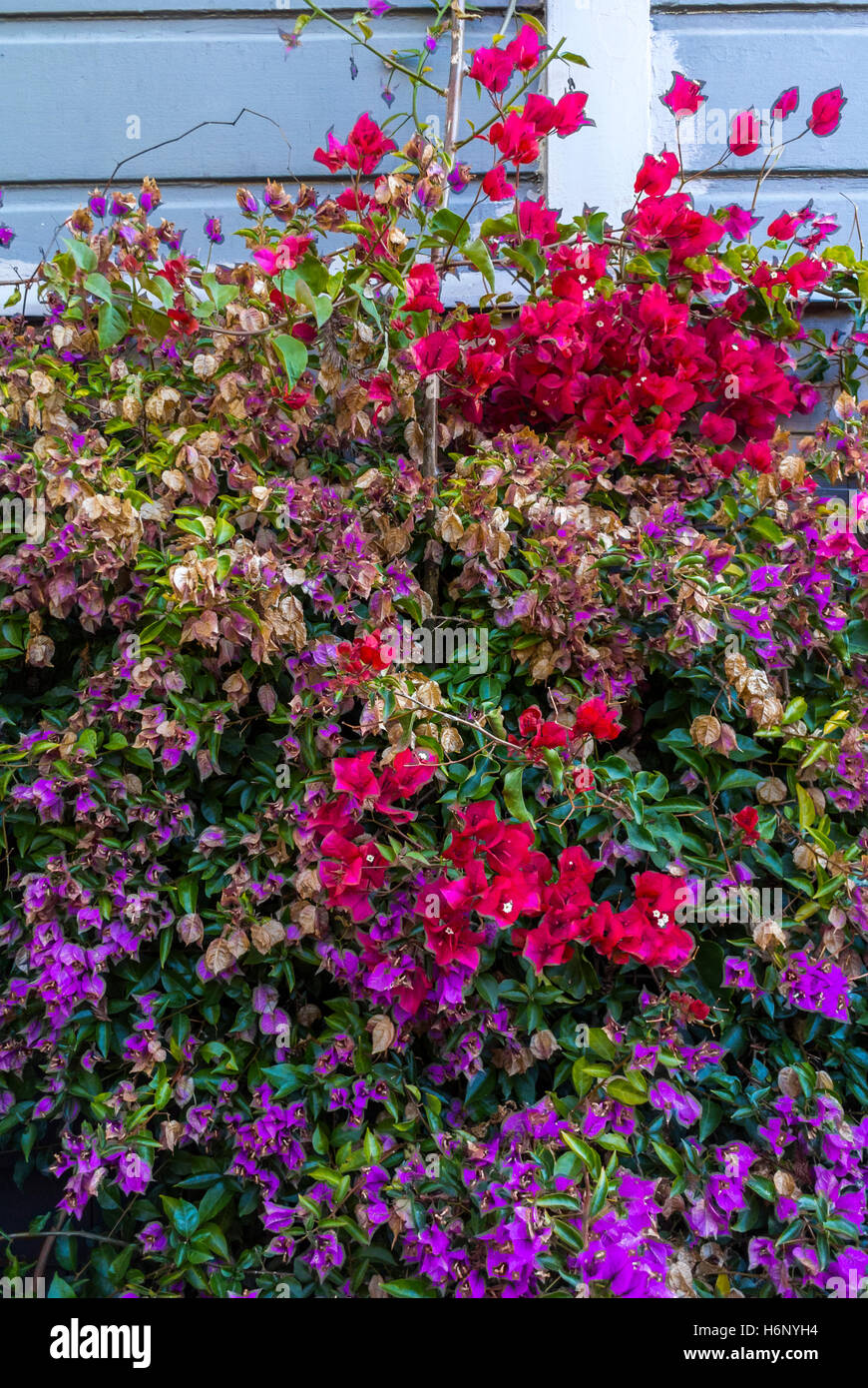 Cottage row san francisco hi-res stock photography and images - Alamy