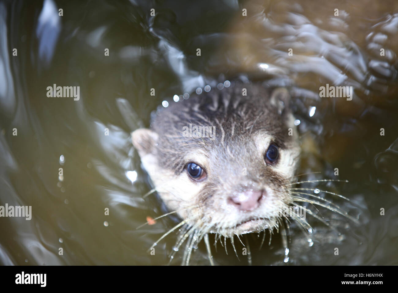 River otters are very active, Thailand, Southeast Asia Stock Photo - Alamy