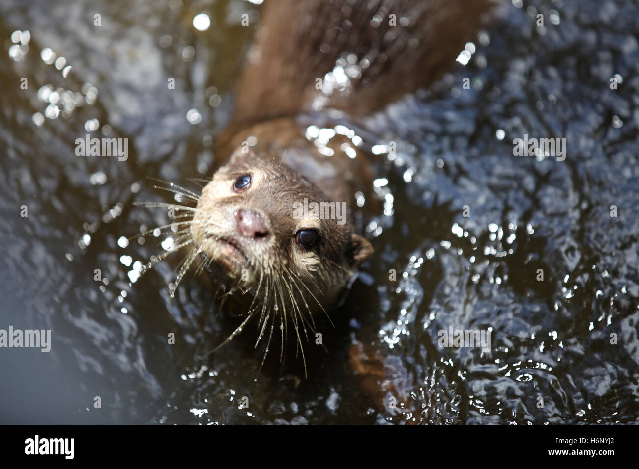 River otters are very active, Thailand, Southeast Asia Stock Photo - Alamy