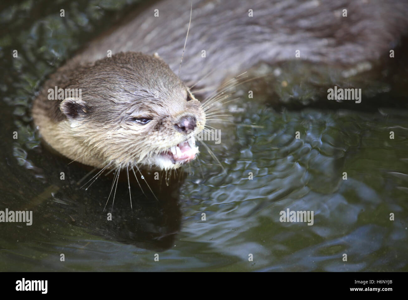 River otters are very active, Thailand, Southeast Asia Stock Photo - Alamy