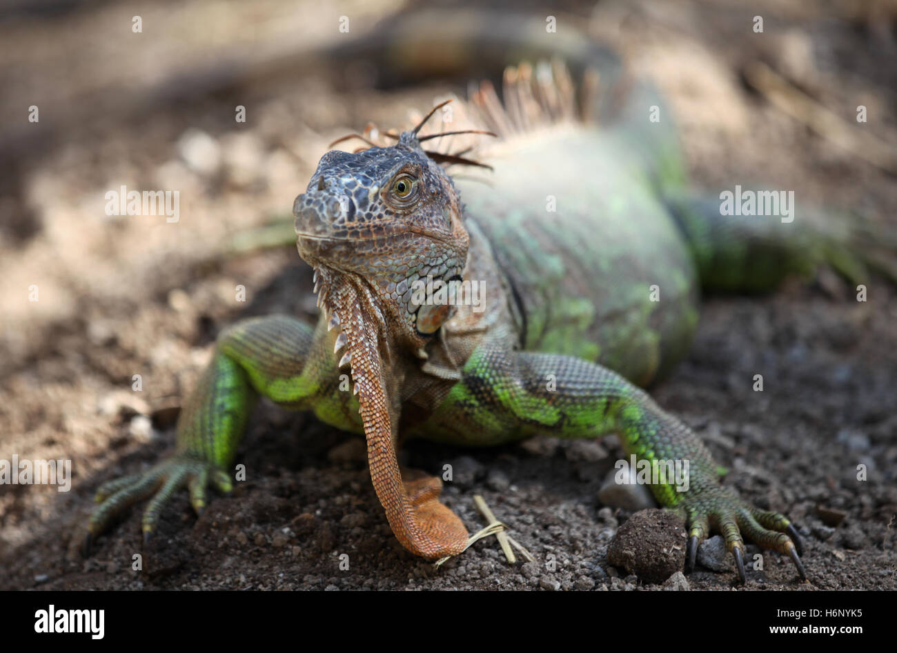 Large green lizard iguana, Thailand, Southeast Asia Stock Photo - Alamy