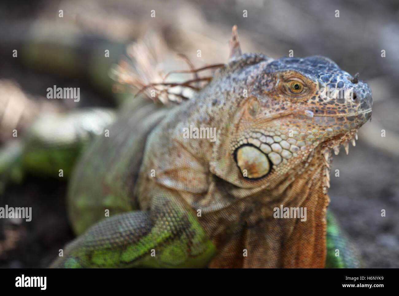 Large green lizard iguana, Thailand, Southeast Asia Stock Photo - Alamy
