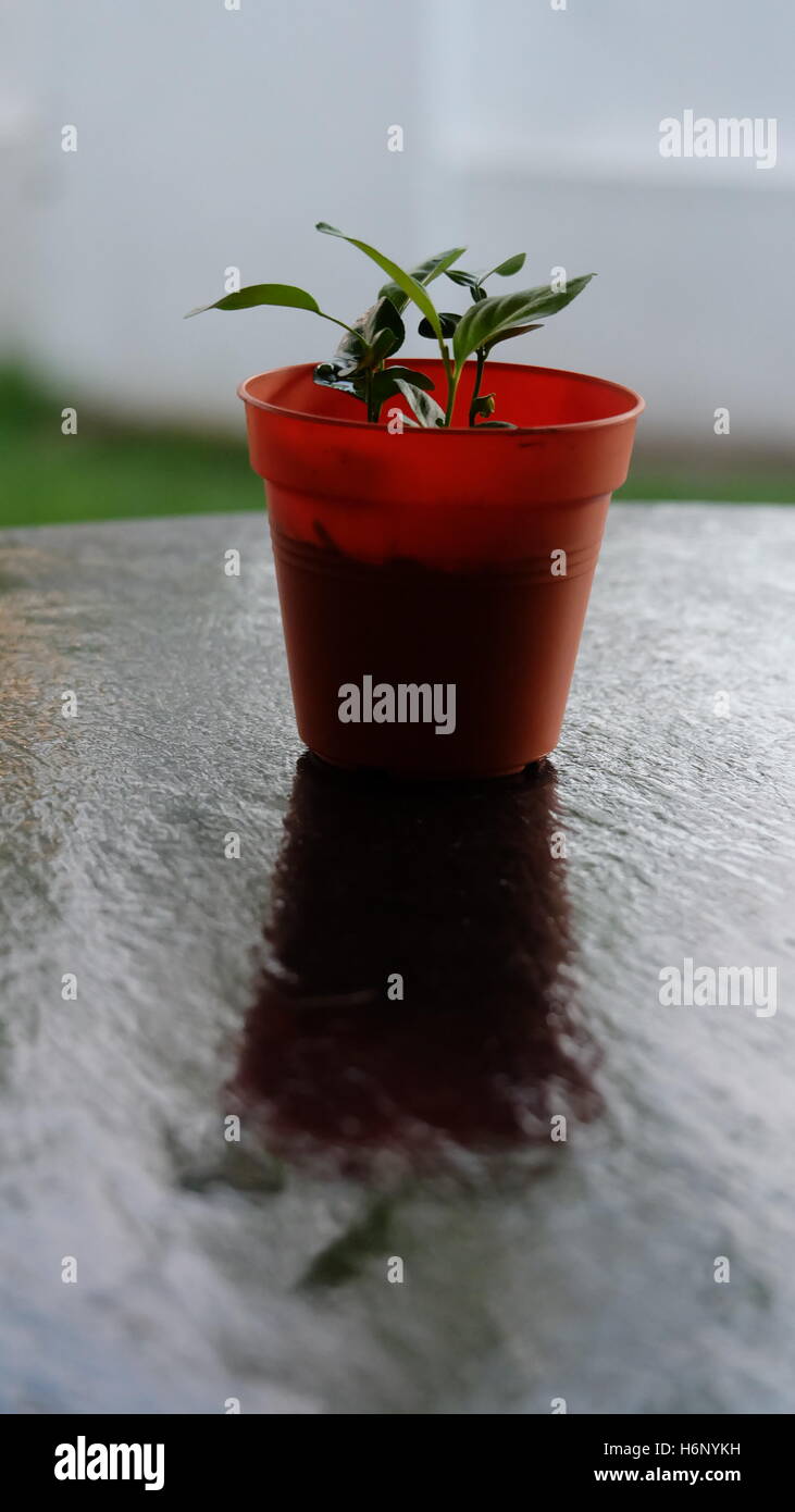 Pot of plant Stock Photo - Alamy Pot of plant Stock Photo - Alamy