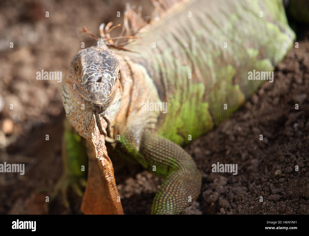 Large green lizard iguana, Thailand, Southeast Asia Stock Photo - Alamy