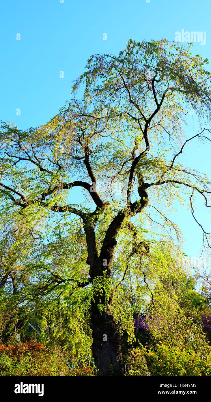 Tall tree in early spring with bright green young leaves Stock Photo ...