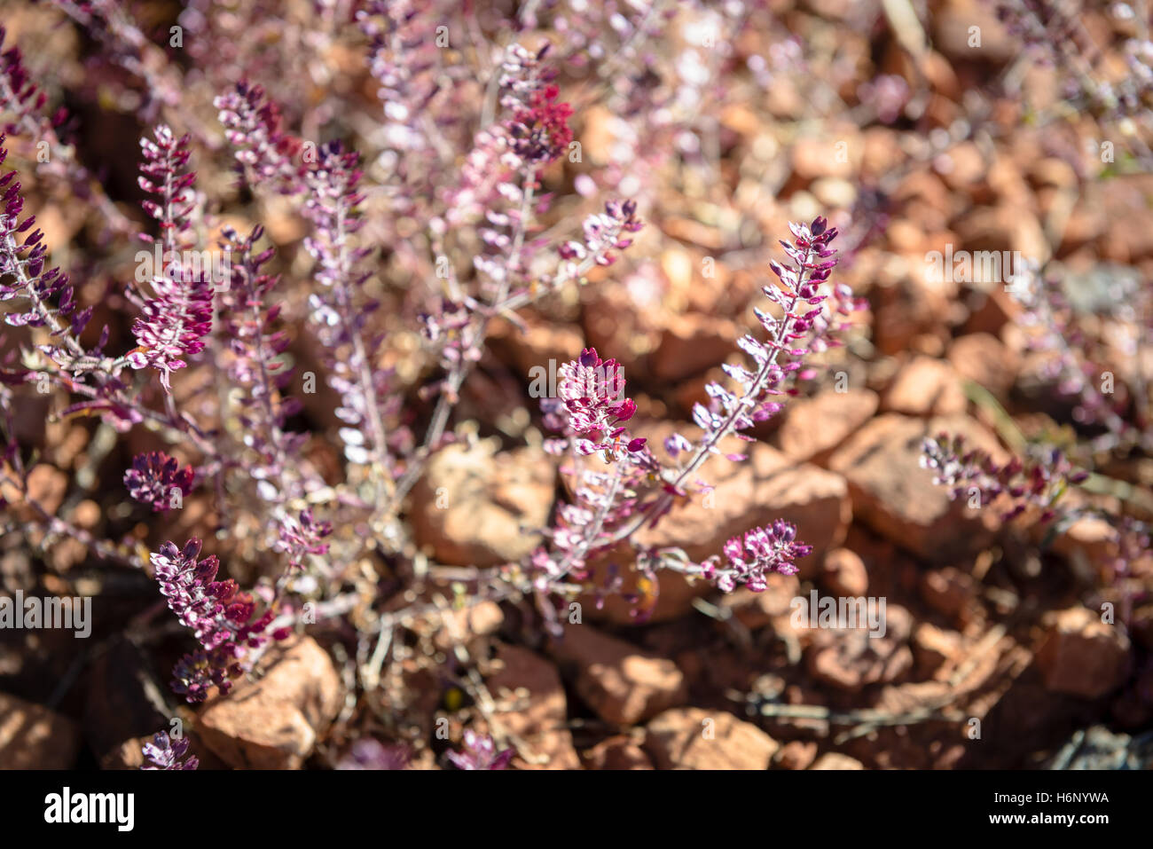 Pink native flowers at Kings Canyon National Park Stock Photo - Alamy