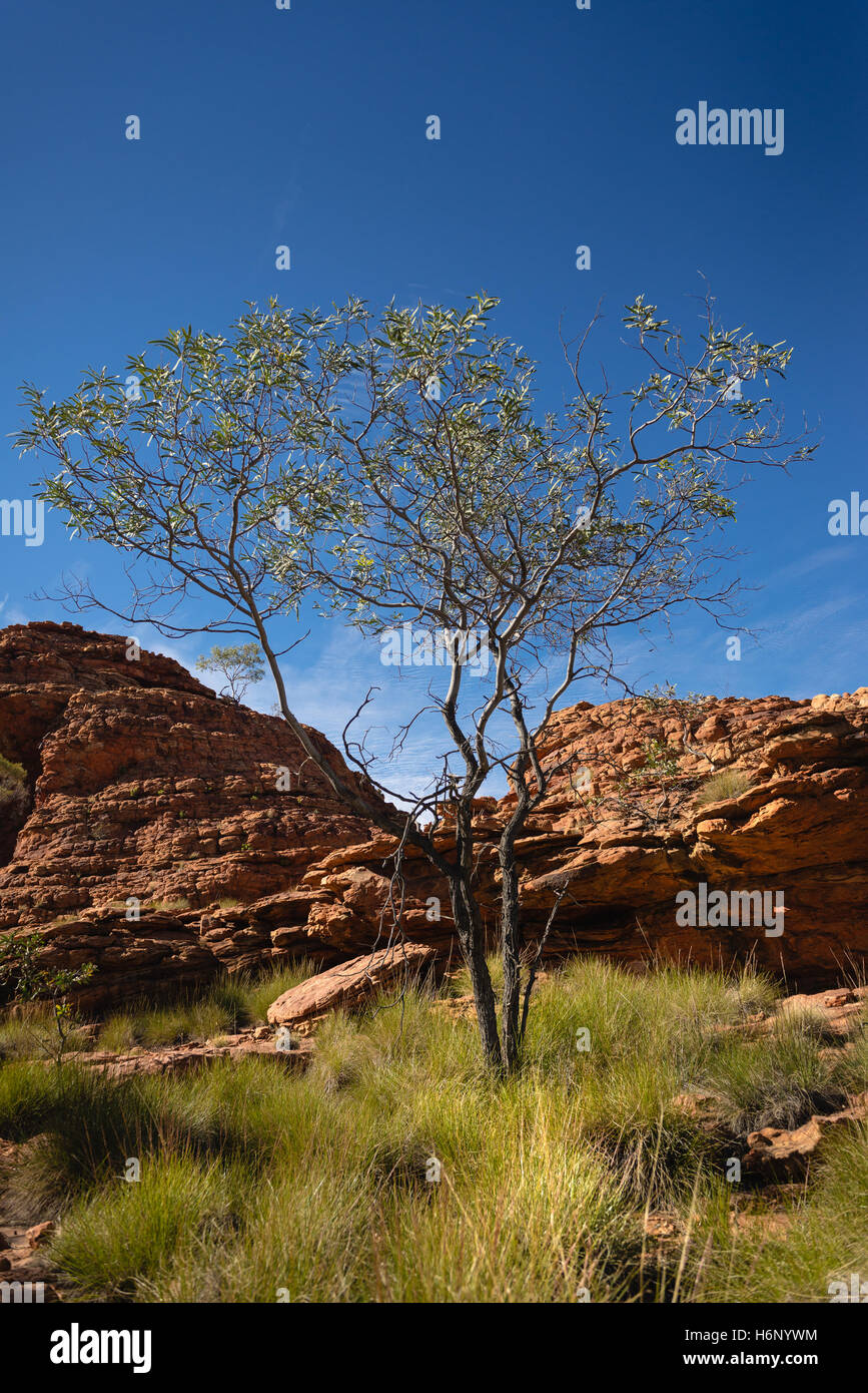 Lone tree and red rock wall at Kings Canyon Stock Photo - Alamy