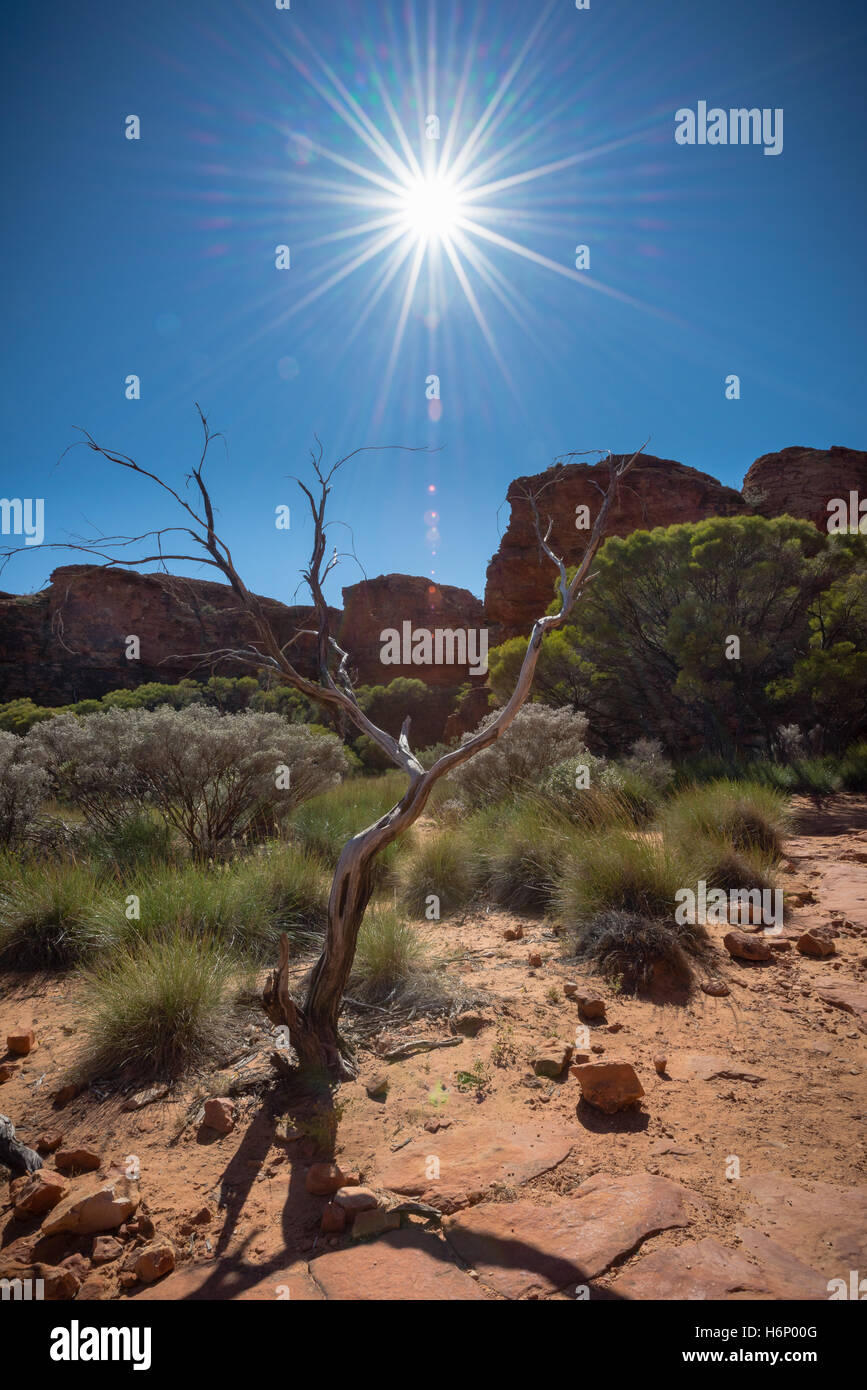 Tree rocks kings canyon hi-res stock photography and images - Alamy
