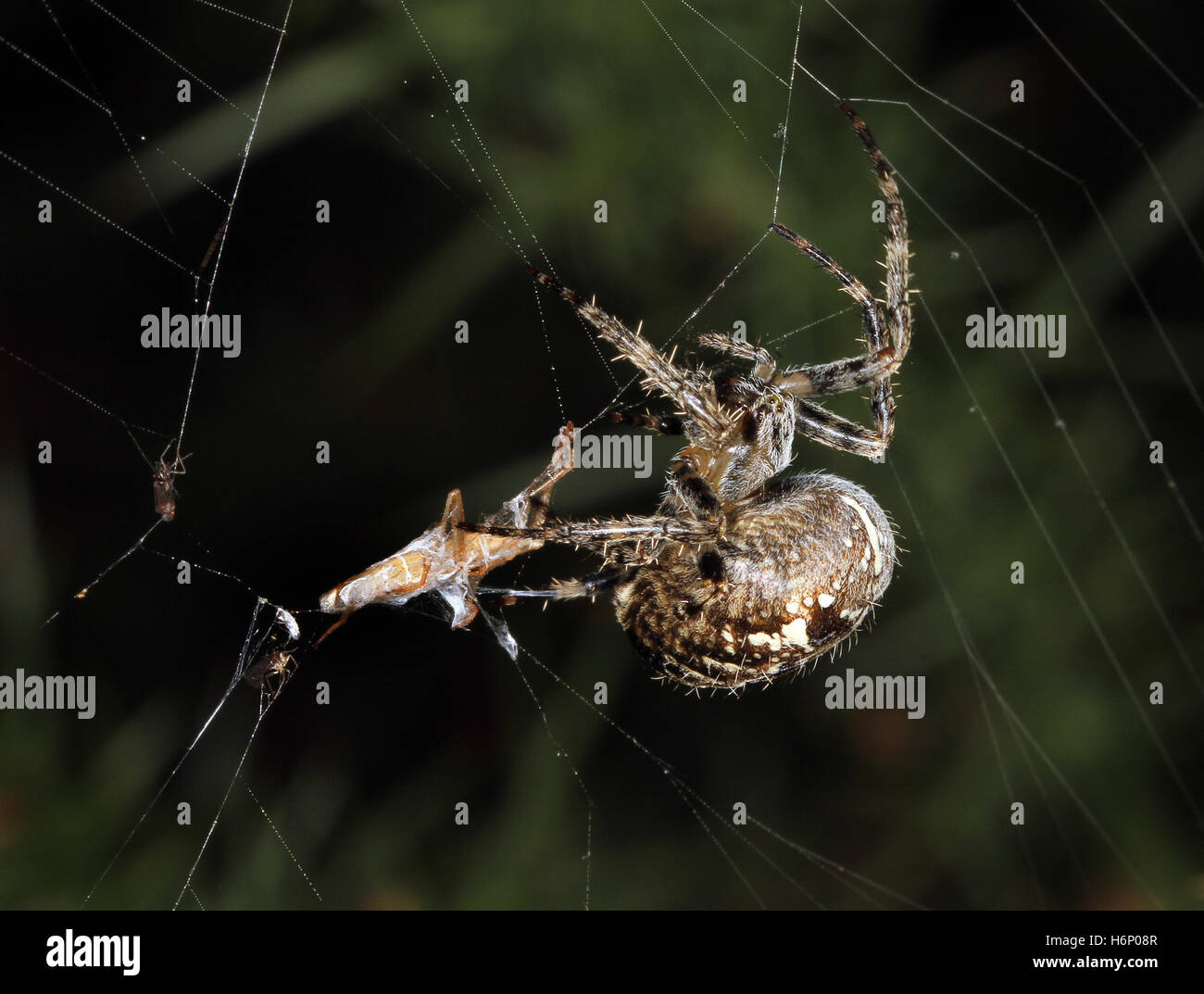 Spider in web with prey wrapped in silk for eating Stock Photo - Alamy