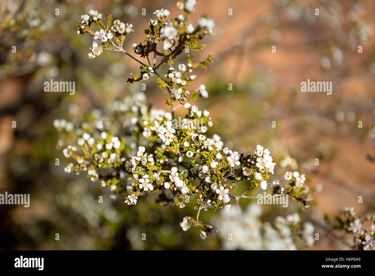 White native flowers at Kings Canyon National Park Stock Photo - Alamy