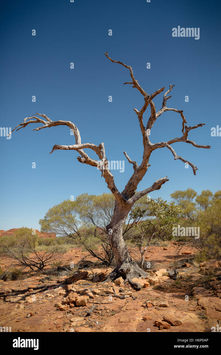 Lone tree and red rock wall at Kings Canyon Stock Photo - Alamy