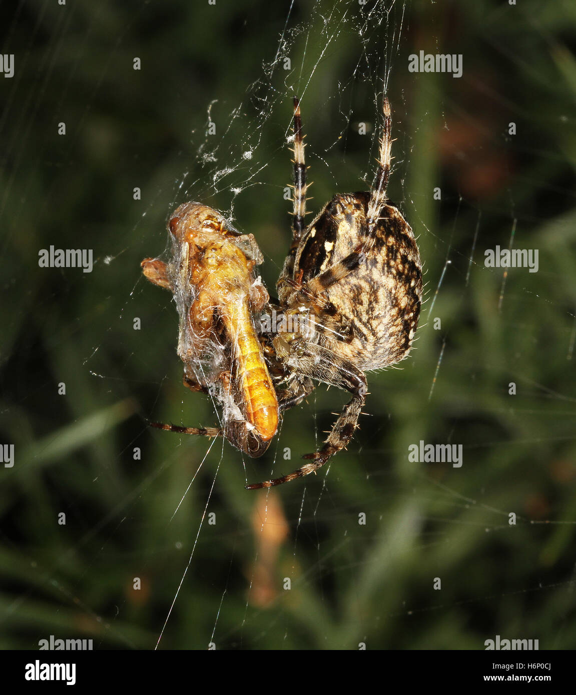 Spider in web with prey wrapped in silk for eating Stock Photo - Alamy