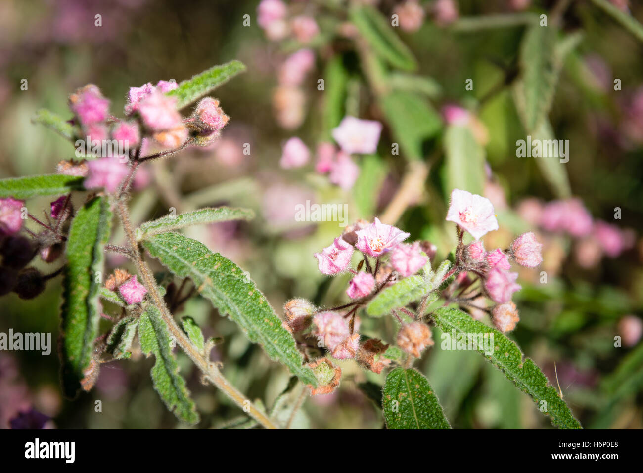 Kings park wildflowers hi-res stock photography and images - Alamy
