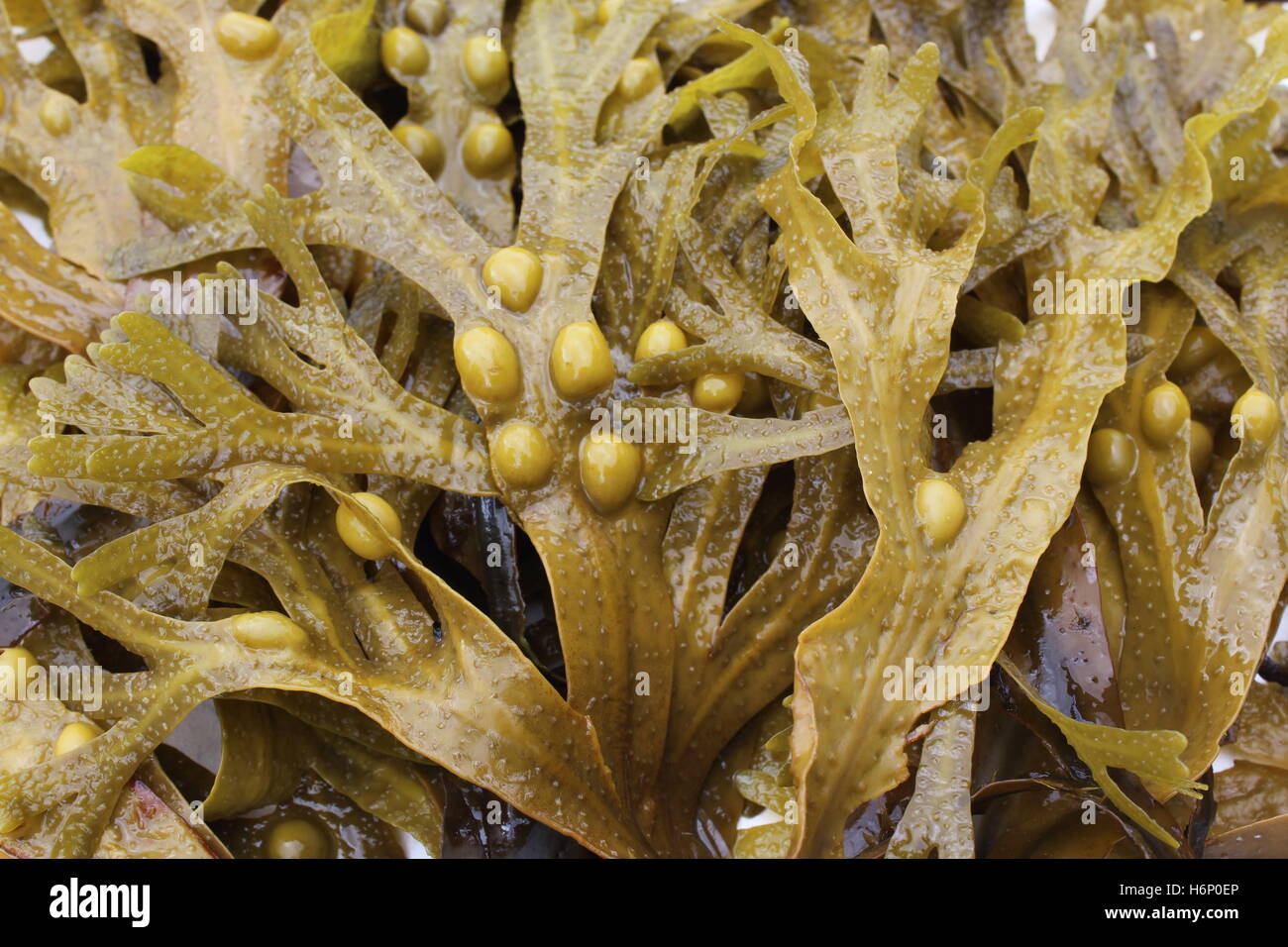 bladder wrack (Fucus vesiculosus Stock Photo - Alamy