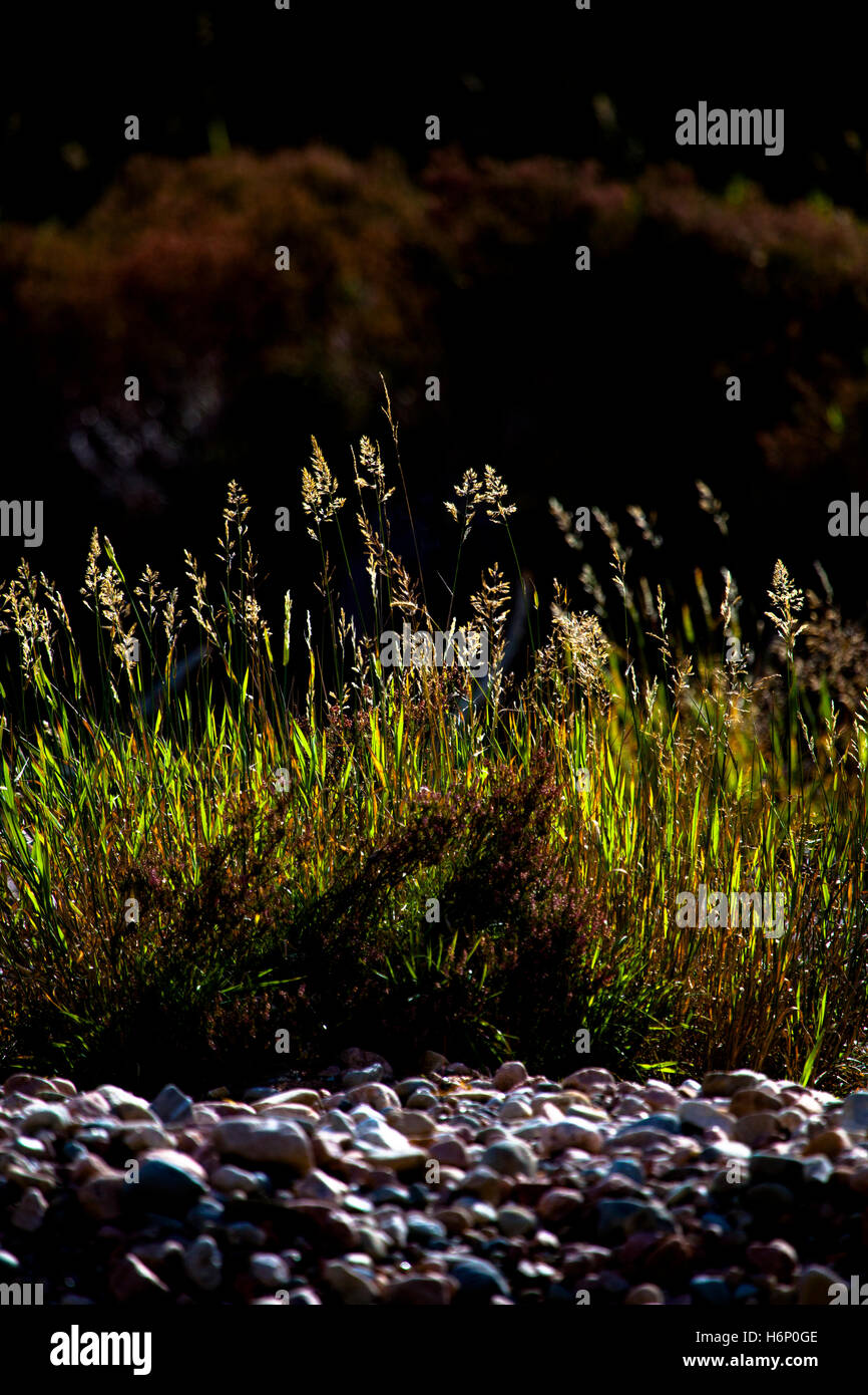 Rothiemurchus estate hi-res stock photography and images - Alamy