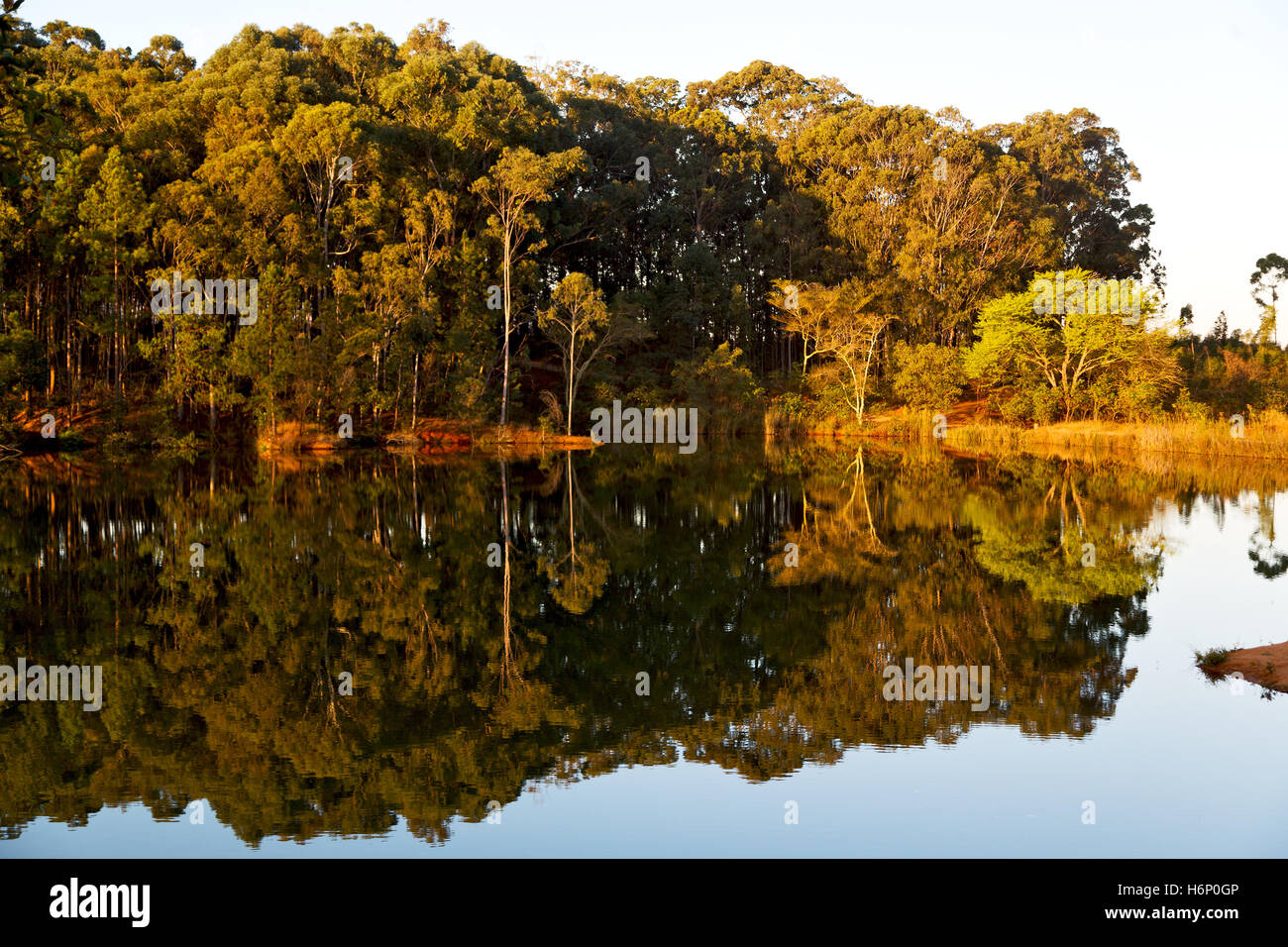 in lesotho mlilwane wildlife santuary the pound lake and tree ...