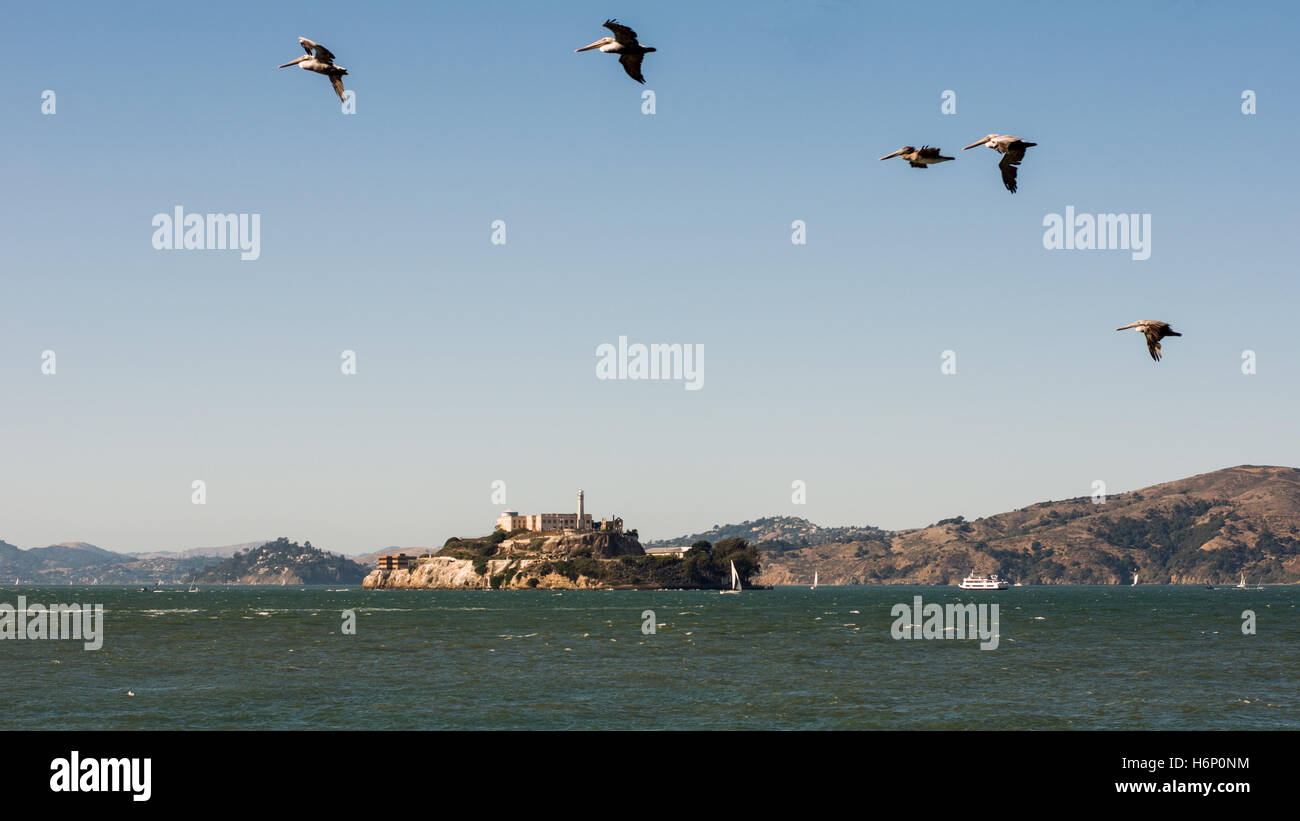 Birds over Alcatraz Stock Photo - Alamy