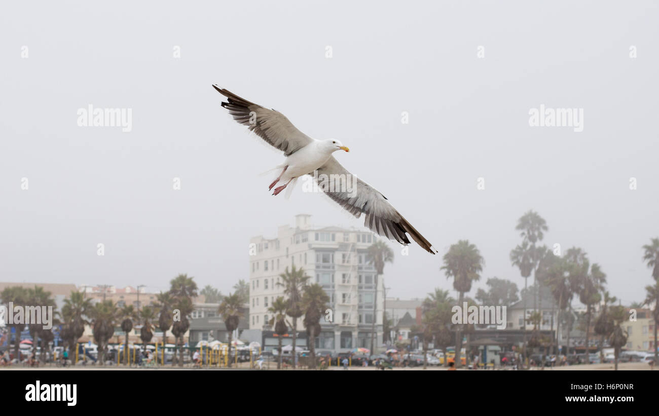 Seagul at Venice Stock Photo - Alamy