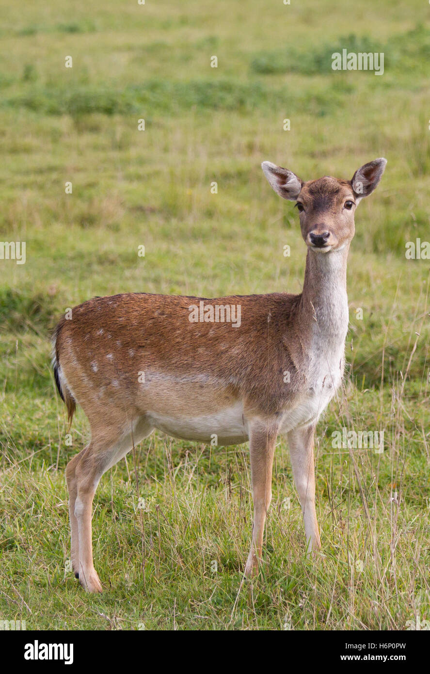 Beautiful deer in a meadow Stock Photo - Alamy