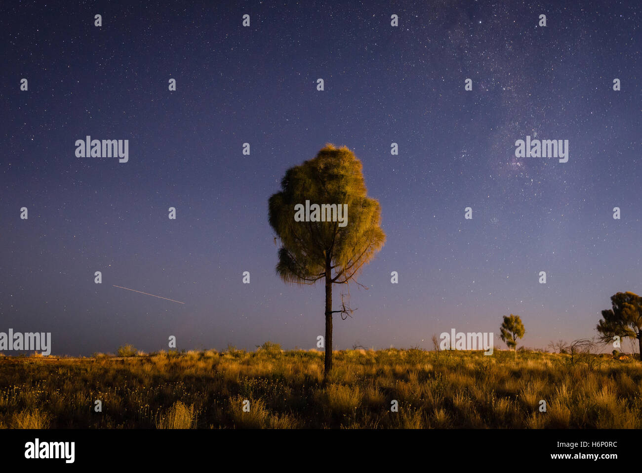 Tree and night sky in Australian outback Stock Photo - Alamy
