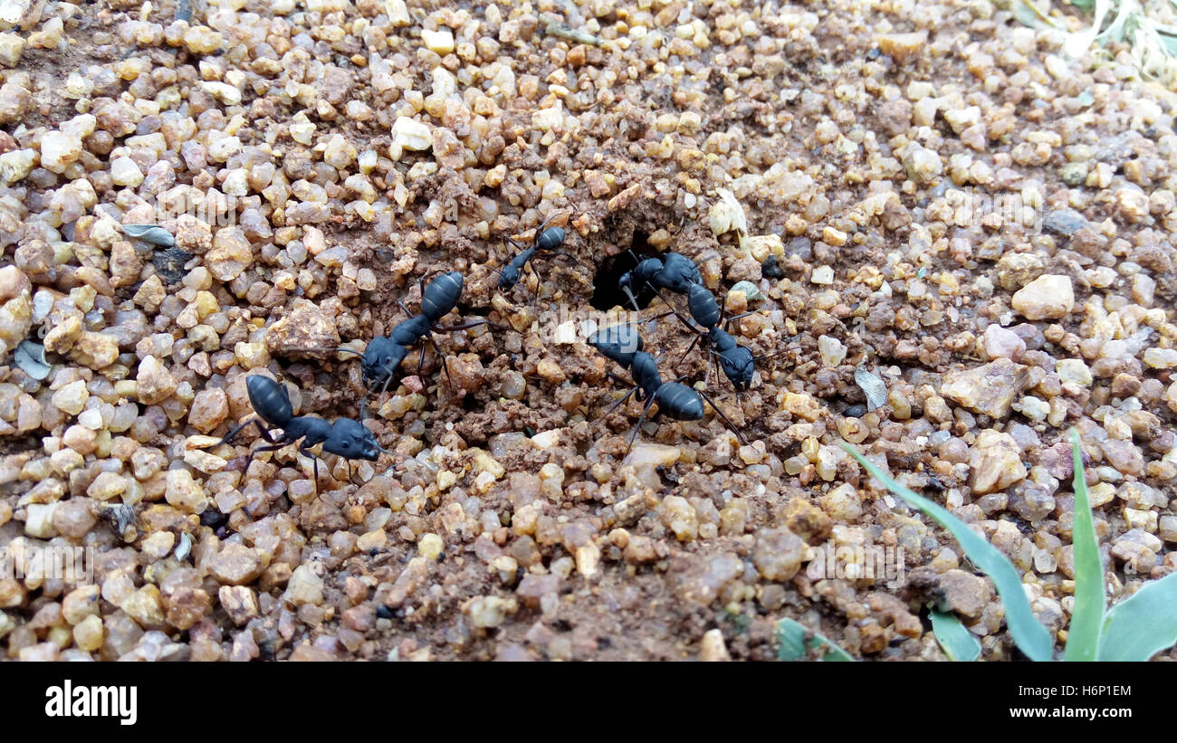 Carpenter Ants-Camponotus pennsylvanicus Stock Photo - Alamy