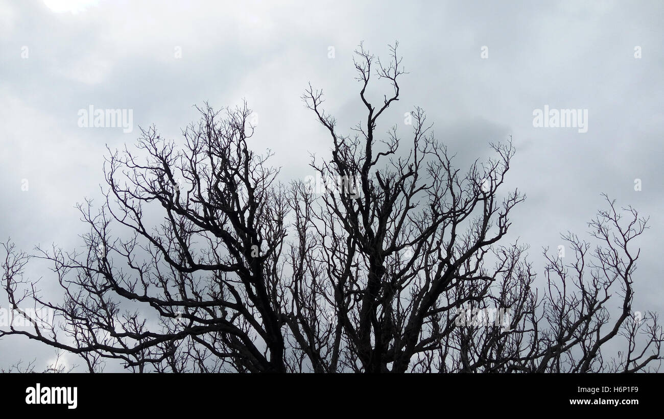 A old scary tree without leaves-vintage look Stock Photo - Alamy