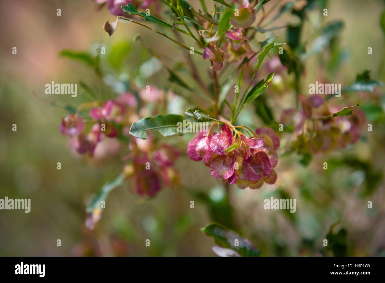Pink native flowers at Kings Canyon National Park Stock Photo - Alamy