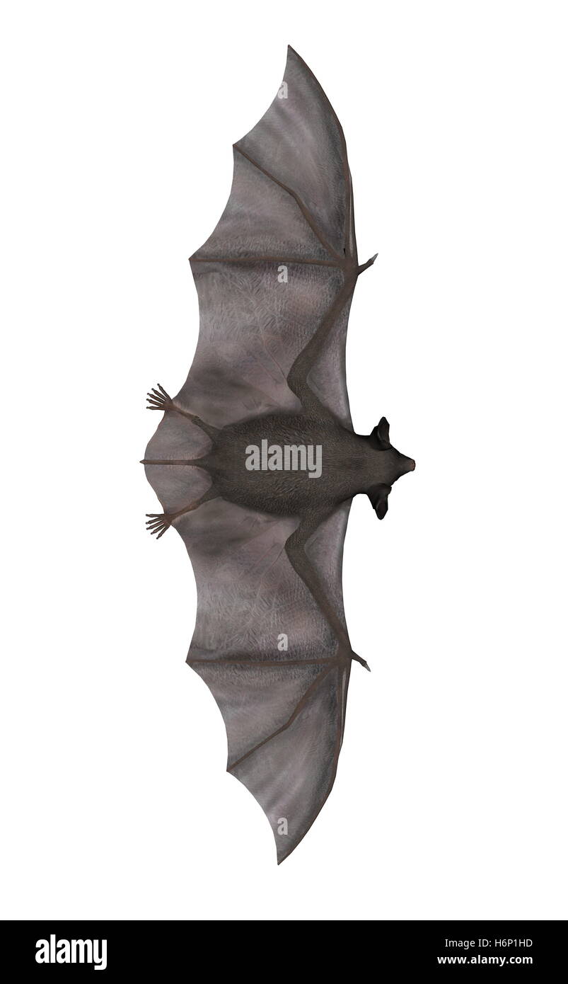 Flying bat isolated in white background - 3D render Stock Photo - Alamy
