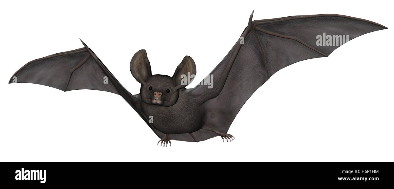 Flying bat isolated in white background - 3D render Stock Photo - Alamy