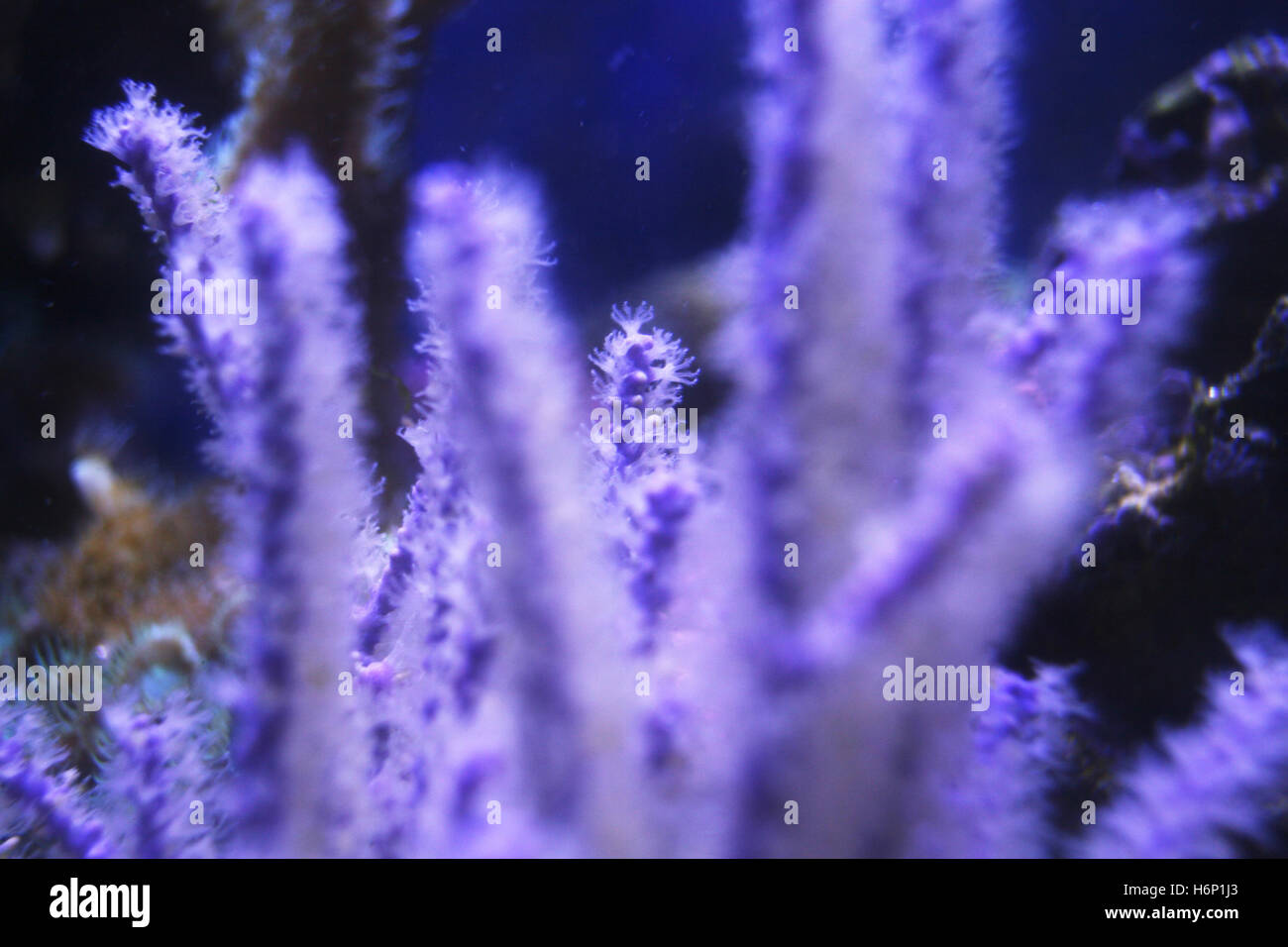 Close detail of the polyps of a gorgonian, in a reef in the caribbean ...