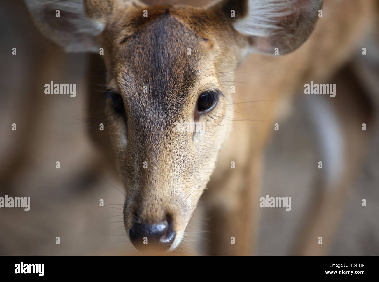 Elegant deer brown color, Thailand, Southeast Asia Stock Photo - Alamy