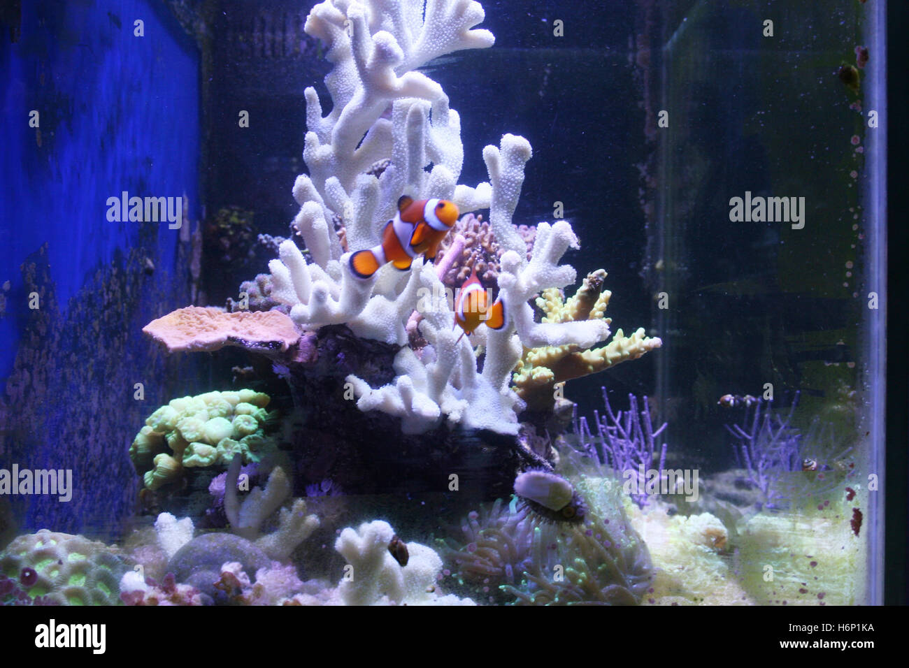 coral in aquarium Stock Photo - Alamy