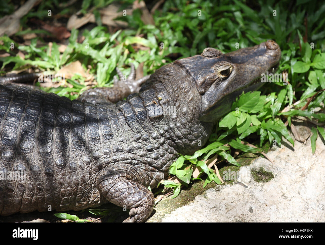 Crocodile resting in the sun, Thailand, South East Asia Stock Photo - Alamy