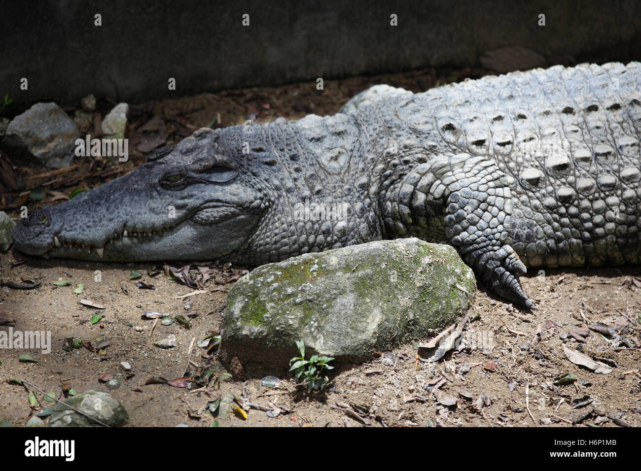Crocodile resting in the sun, Thailand, South East Asia Stock Photo - Alamy