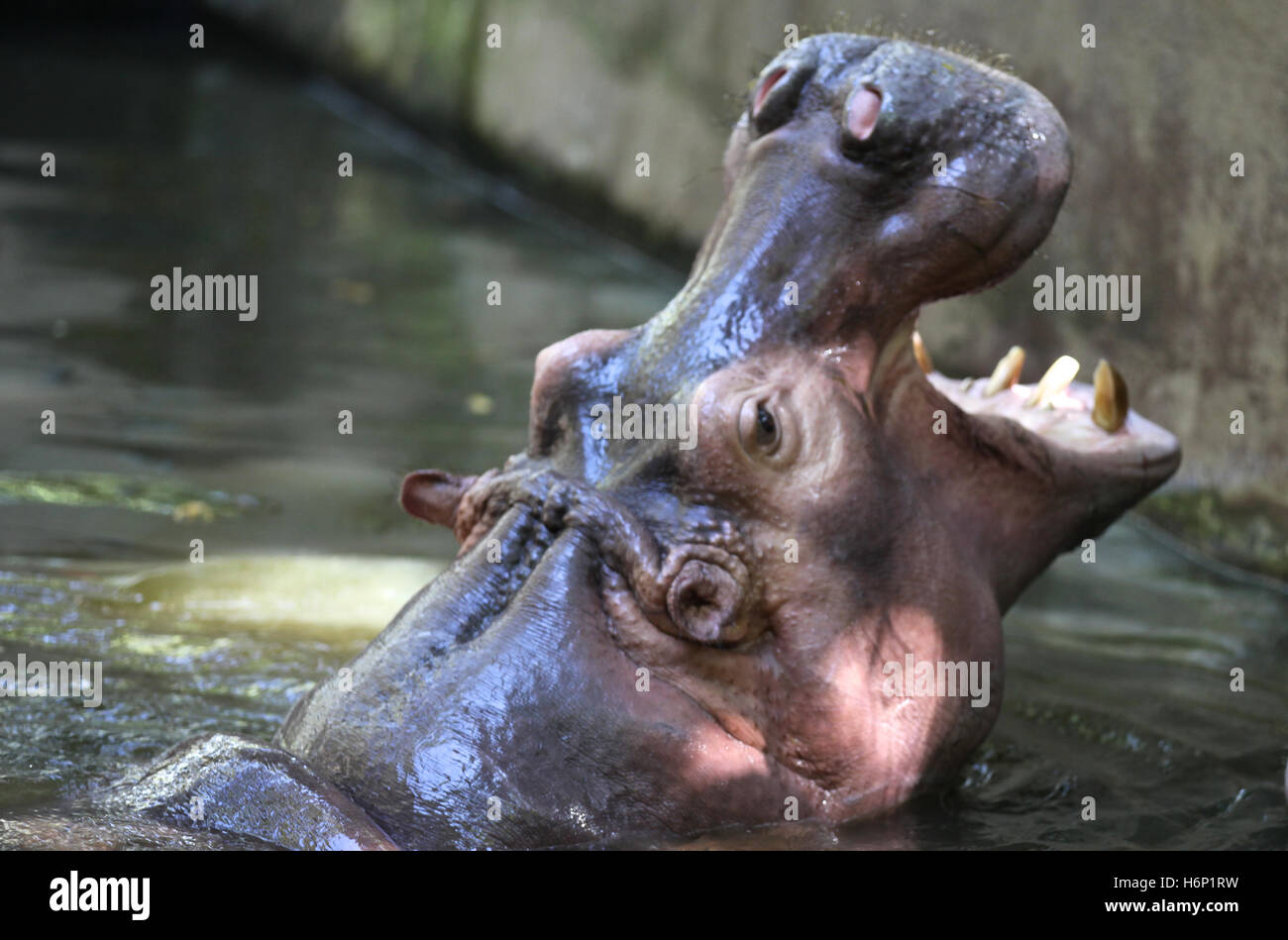 Huge Hippo in the water, Thailand, South East Asia Stock Photo - Alamy