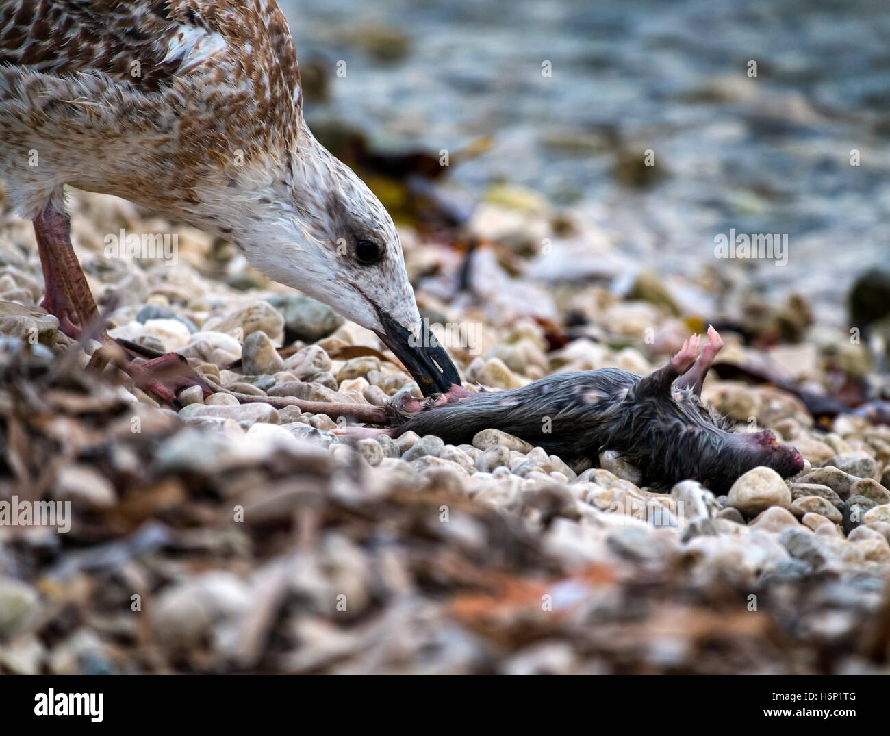 Seagull eating rat hi-res stock photography and images - Alamy