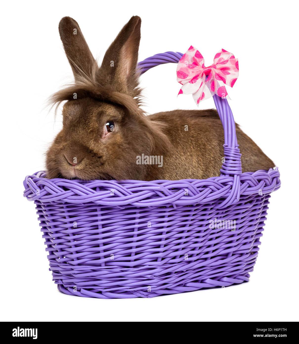 Cute chocolate colored Easter rabbit lying in a purple basket Stock ...