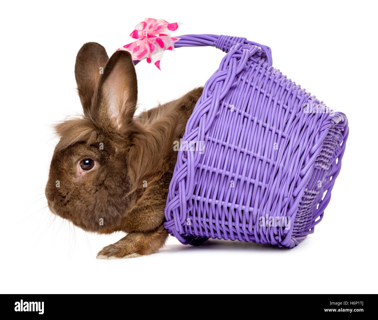 Cute chocolate colored Easter rabbit with a purple basket Stock Photo ...