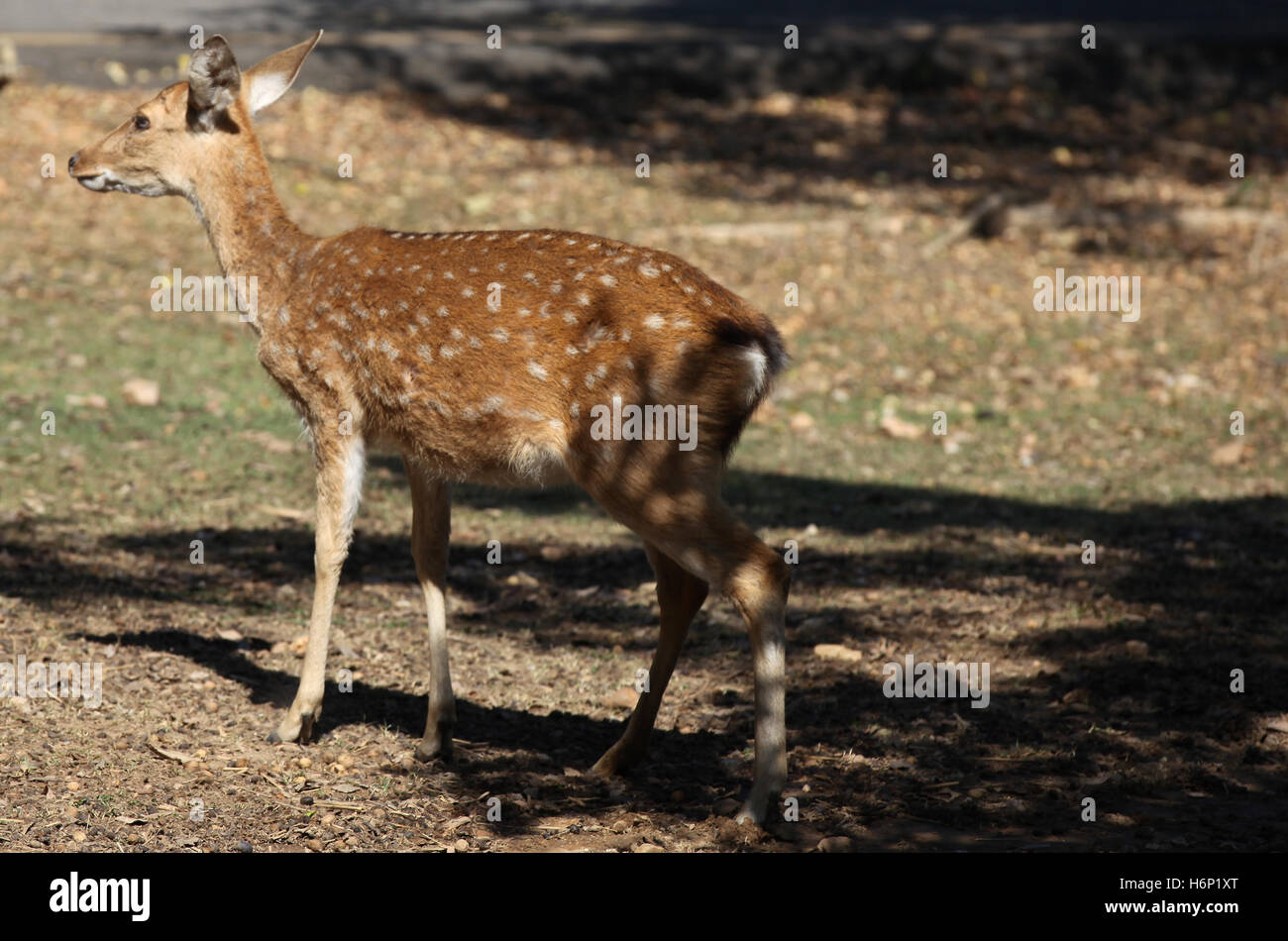 Elegant deer brown color, Thailand, Southeast Asia Stock Photo - Alamy