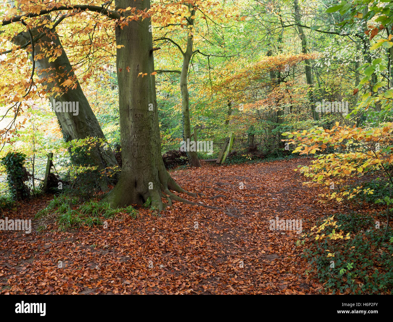 Path through Autumn Woodland in the Nidd Gorge at Knaresborough North ...