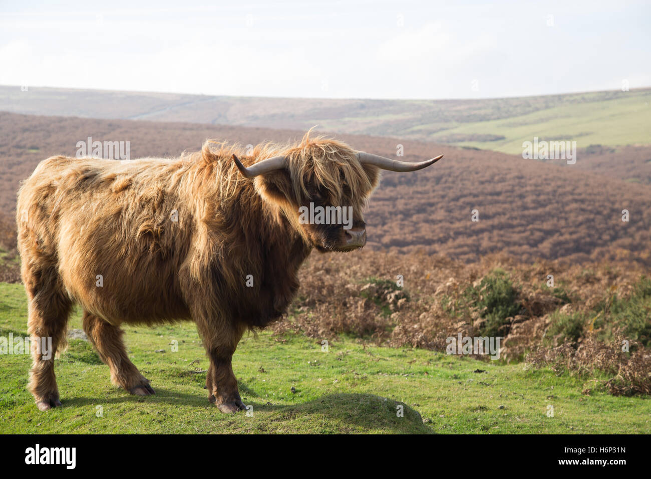 Highland longhorn cattle on Dartmoor, Devon, UK Stock Photo - Alamy