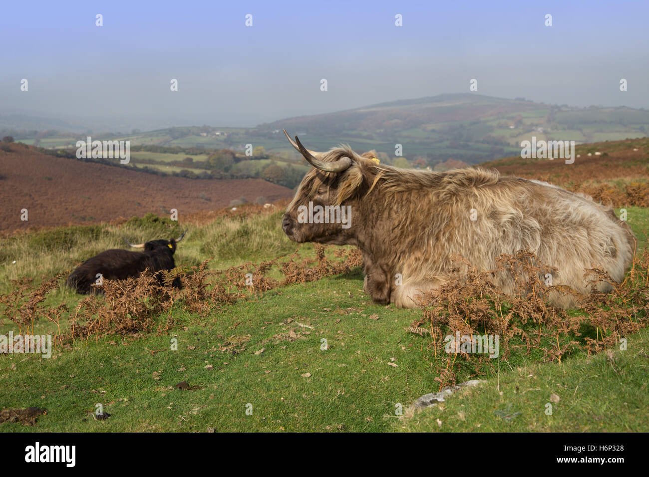 Highland longhorn cattle on Dartmoor, Devon, UK Stock Photo - Alamy