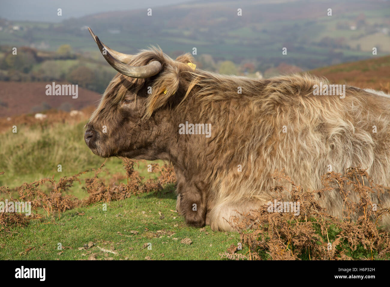 Highland longhorn cattle on Dartmoor, Devon, UK Stock Photo - Alamy