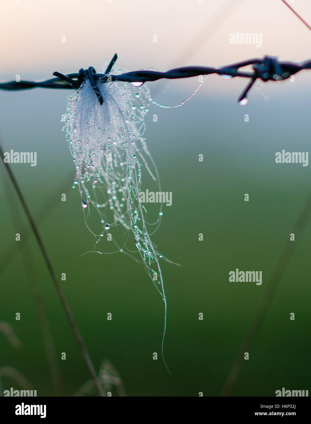 Barbed wire hair hi-res stock photography and images - Alamy