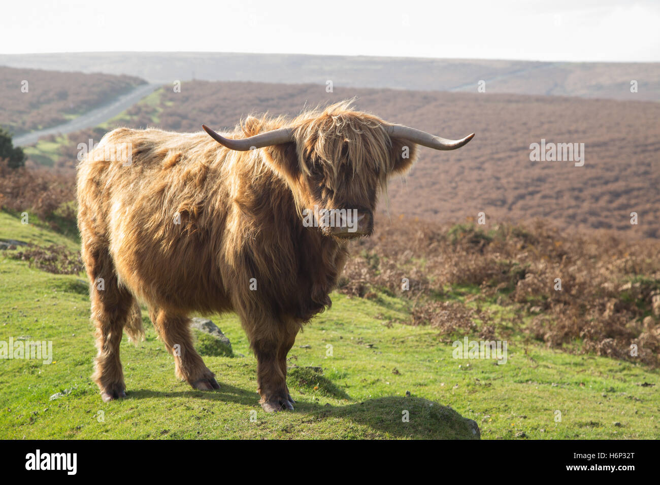 Highland longhorn cattle on Dartmoor, Devon, UK Stock Photo - Alamy